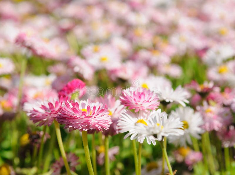 Field of daisy stock photo. Image of beautiful, delicate - 54510886