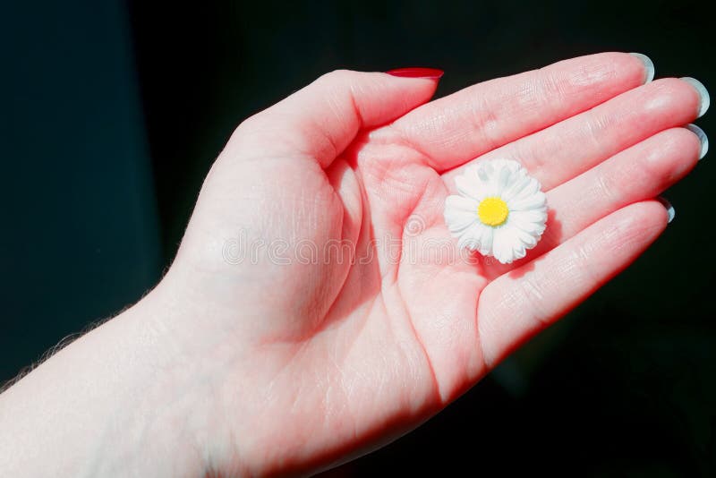 Field Daisy Flower in Girls Hand Stock Image - Image of garden, concept ...