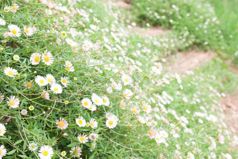 Field of daisy flower stock photo. Image of country, green - 77116822