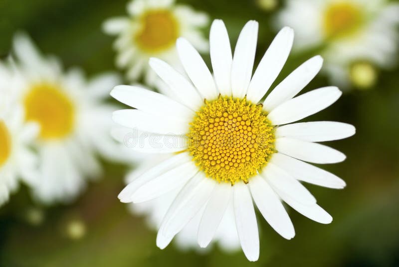 Field daisy flowers stock photo. Image of delicate, natural - 20151464