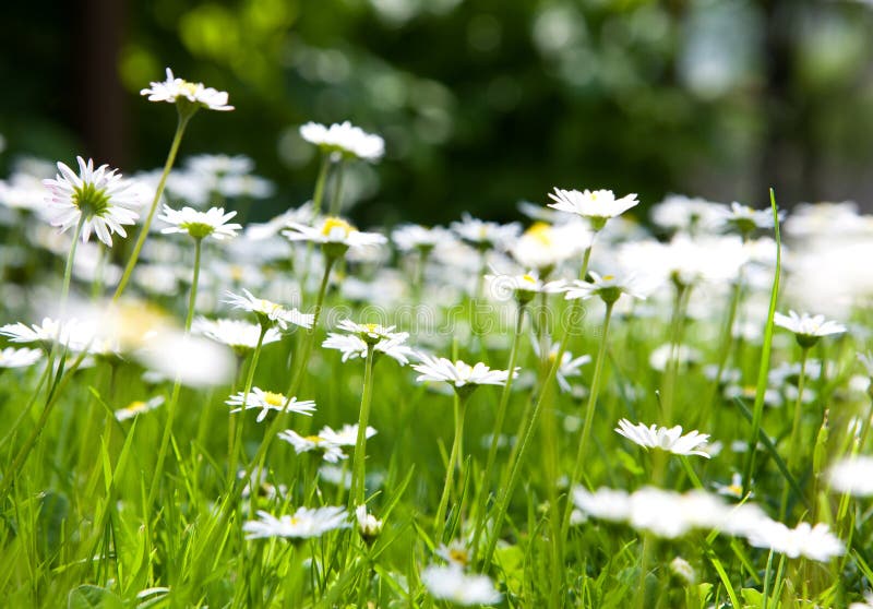 Field of daisy flower stock image. Image of garden, spring - 1223601