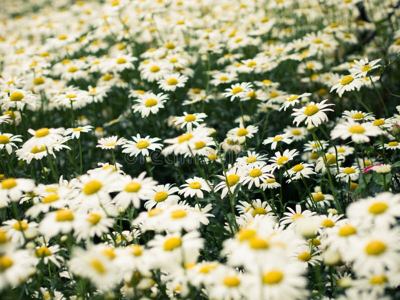 Field of daisy flowers stock image. Image of green, vietnam - 29409147