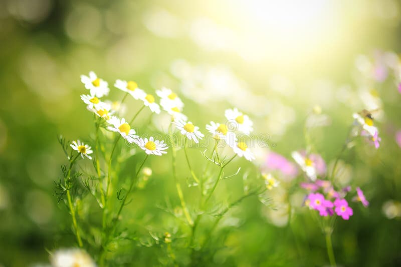 Field of Daisy Flowers and Light on Sunrise Stock Photo - Image of ...