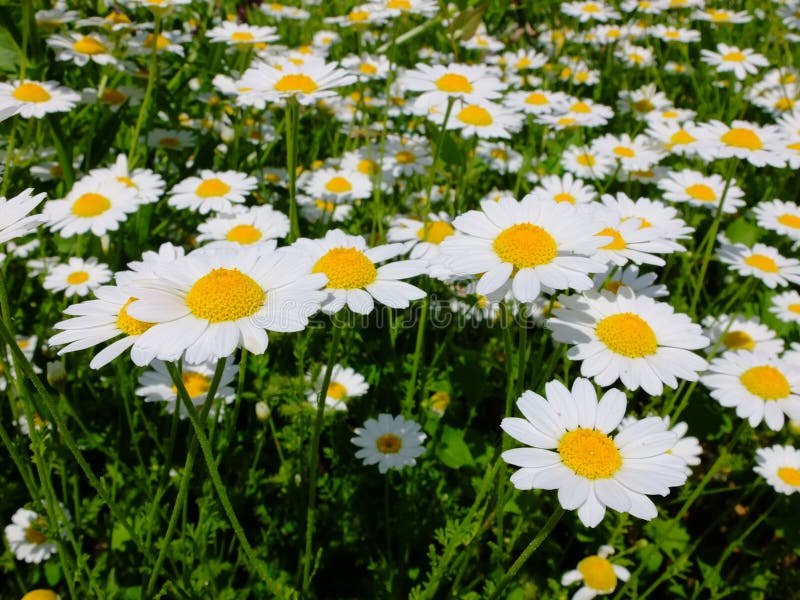 Field of daisy s stock photo. Image of petal, outdoors - 25664402
