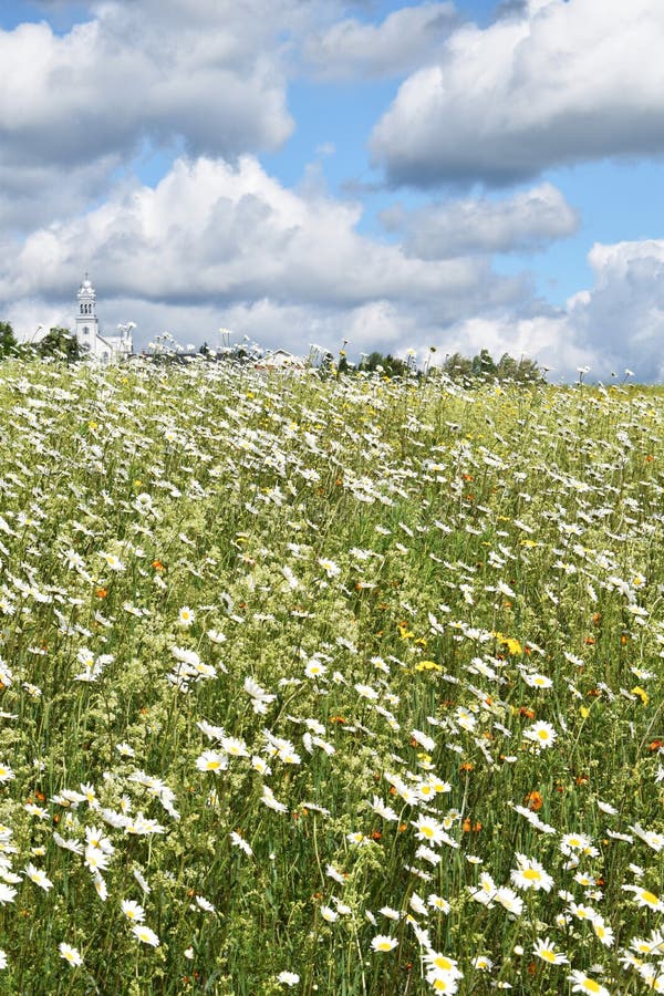 Field of daisy flowers stock photo. Image of buttercup - 28775894