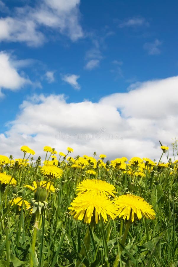 Field of dandelions stock photo. Image of flower, germany - 114842