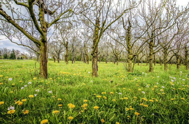 Field of Dandelion Flowers and Bare Trees Stock Image - Image of ...
