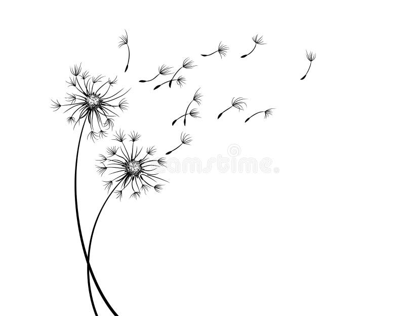 The Field Dandelion Sketch with Flying Seeds. Stock Vector ...