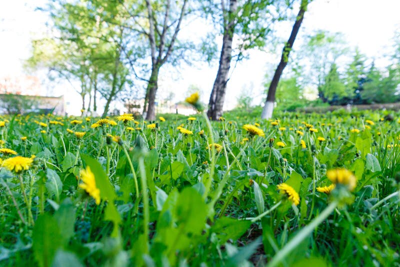Field dandelion in spring stock photo. Image of clear - 188846986