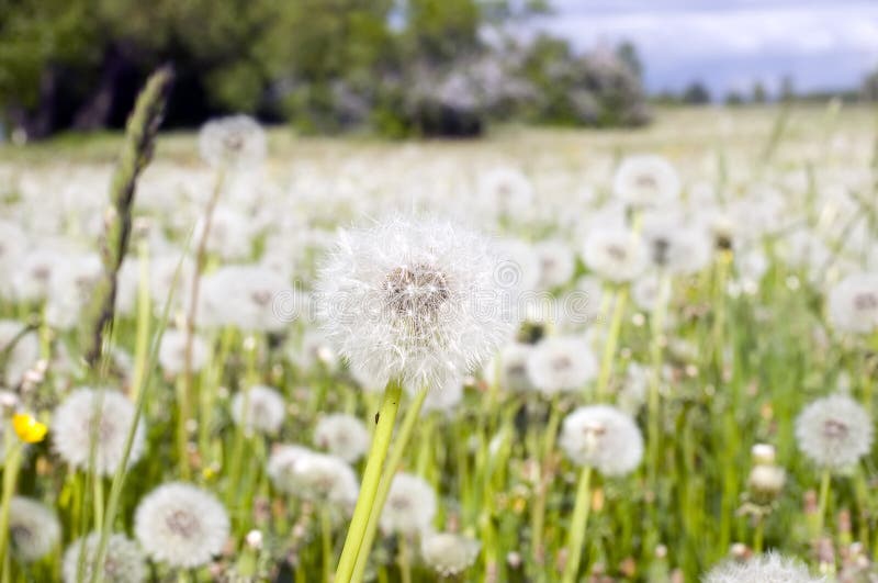 Dandelion stock image. Image of city, outdoors, green - 40651673