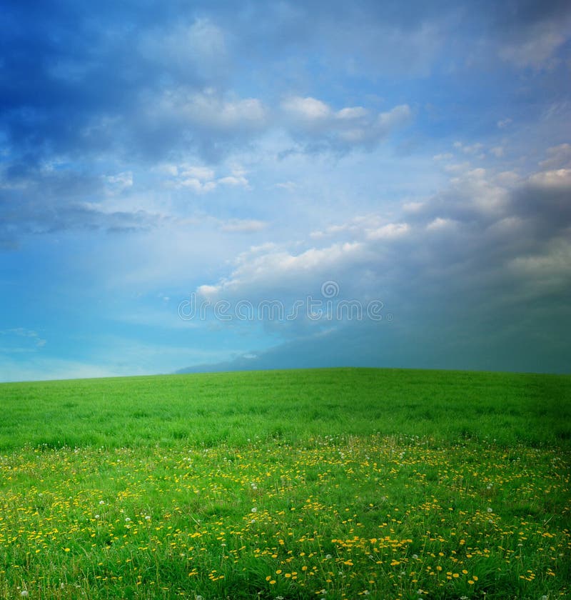 Field of dandelions stock image. Image of leaf, land - 17909235
