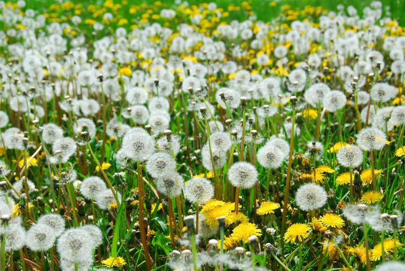 Dandelion Field stock photo. Image of fresh, field, spring - 119566