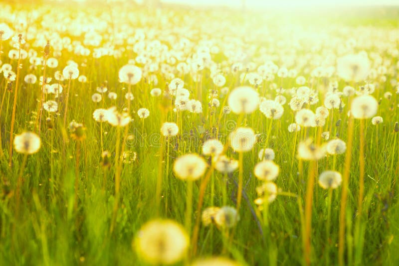 Field of Dandelions. Green Summer Meadow with Dandelions at Sunset ...
