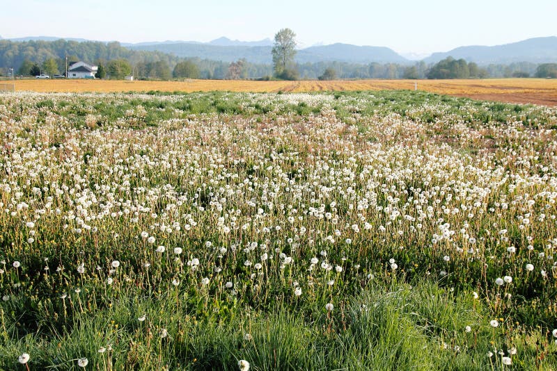 Field of Dandelions stock image. Image of thick, nasty - 53165419
