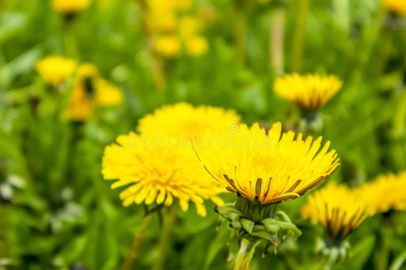 A Field of Dandelions. Spring Flowers Stock Photo - Image of summer ...