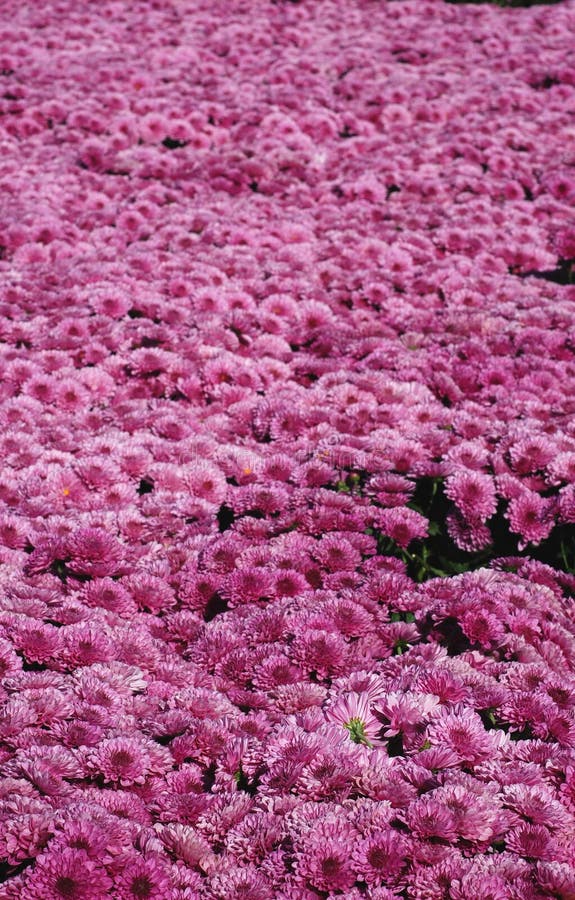 Field of Dark Pink Mums stock image. Image of dark, blooms - 6794153
