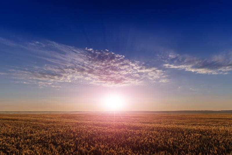 Field dawn sky wheat stock image. Image of field, plant - 76905559