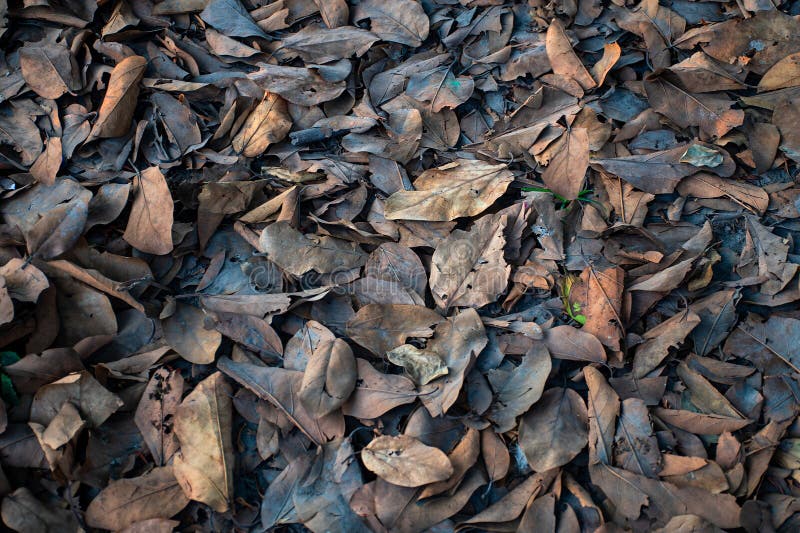 Field of Dead and Dry Leafs, Texture of Dead and Dry Leafs, HD Photo of ...