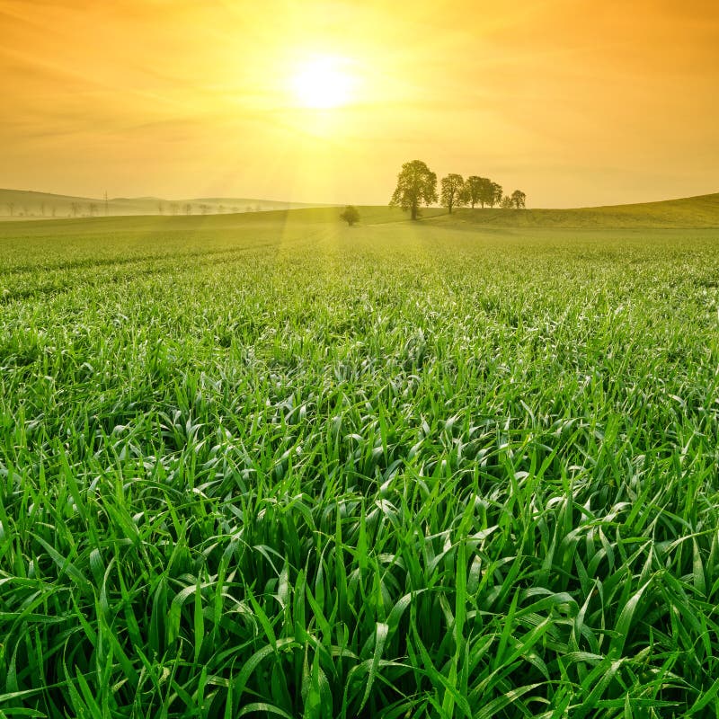 Field with dew on grass stock image. Image of farm, landscape - 53741651