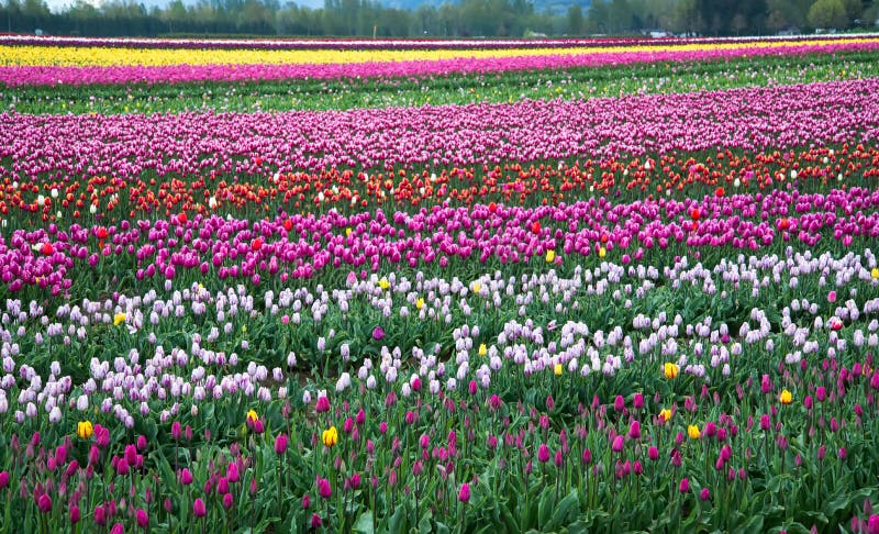 Field of Different Colored Tulips Stock Image - Image of agassiz ...