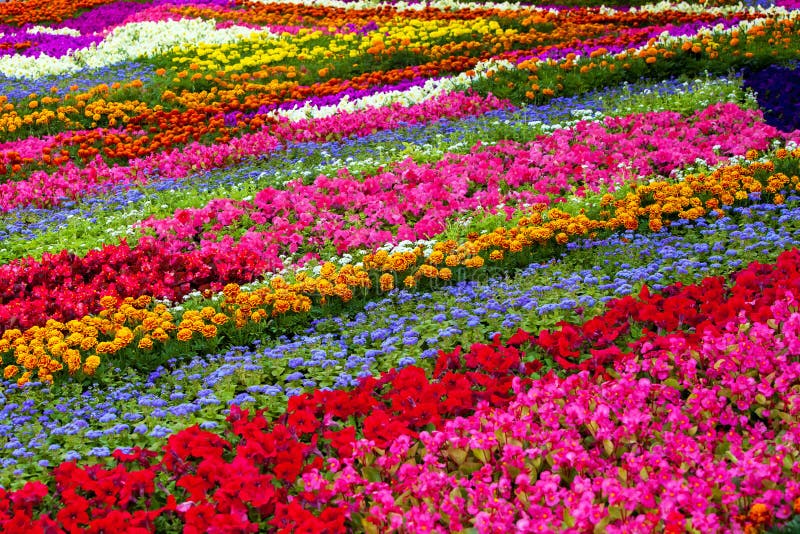 Field of different flowers stock photo. Image of meadow - 70633912