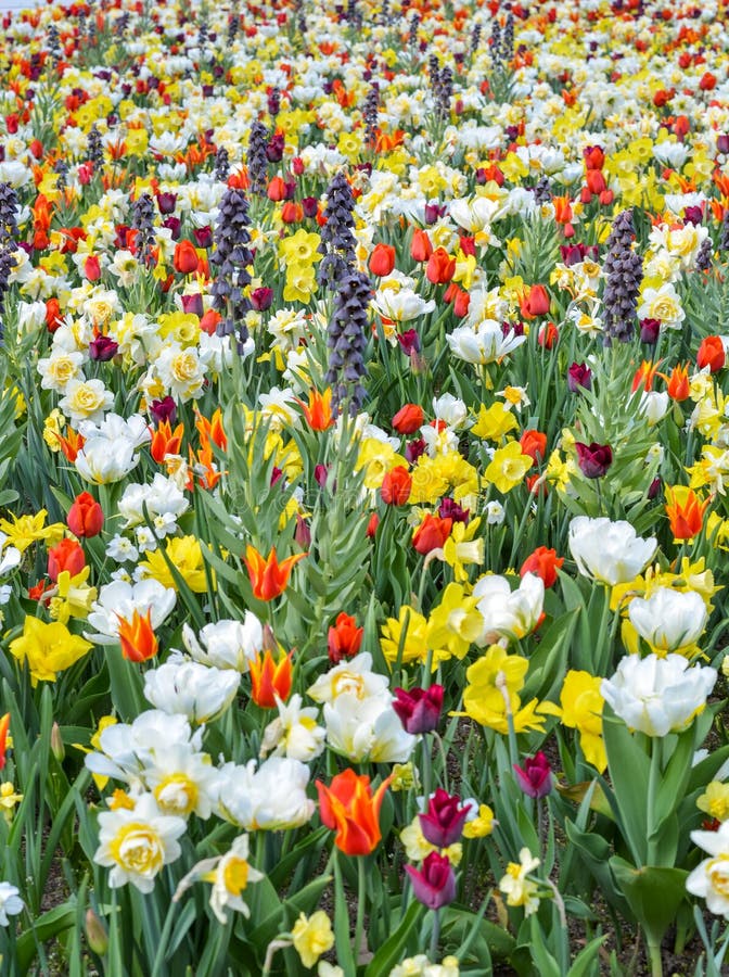 Field of Different Spring Flowers with Beautiful Colours Stock Image ...
