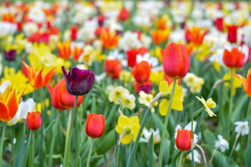 Field of Different Spring Flowers with Beautiful Colours Stock Image ...