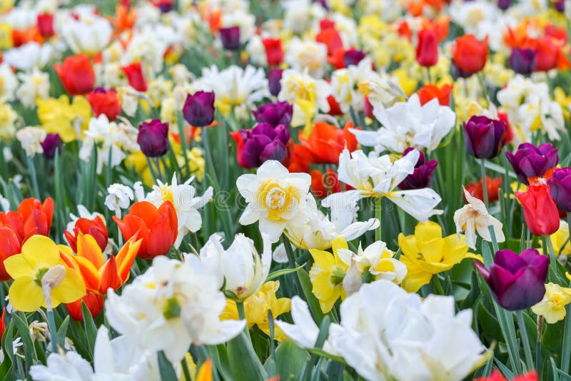 Field of Different Spring Flowers with Beautiful Colours Stock Photo ...