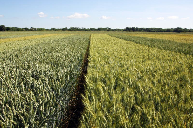A Field with Different Types of Wheat Stock Image - Image of food ...
