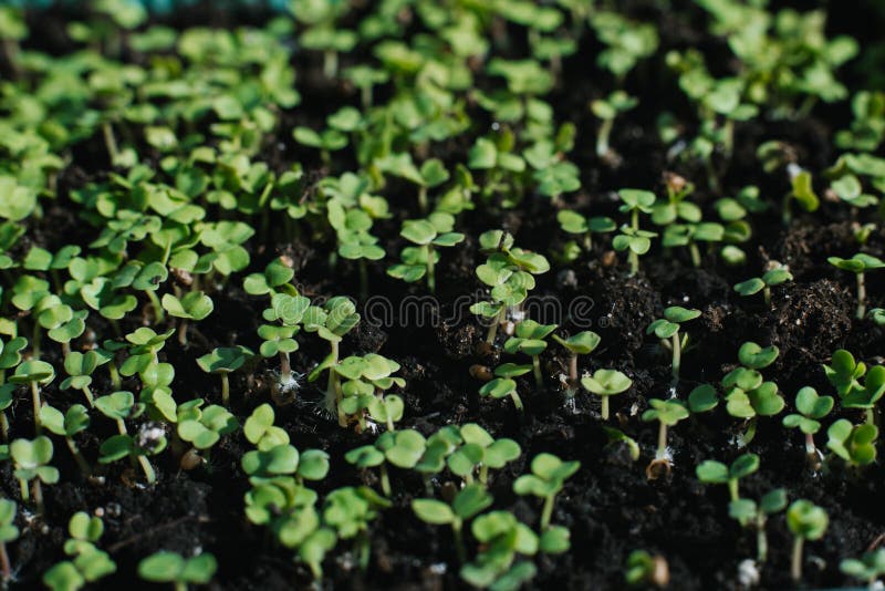 Field is Dotted with Small Green Arugula Plants Stock Photo - Image of ...