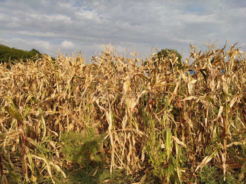 Field of Dried Corn Ready To Harvesting Stock Photo - Image of autumnal ...
