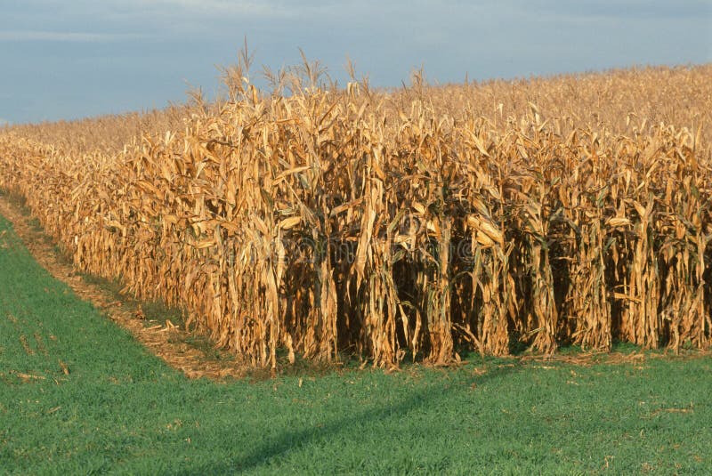 Field of dried corn stalks stock image. Image of farm - 23150385