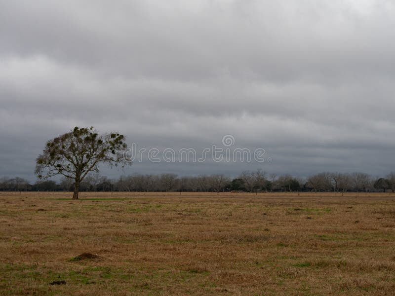 Field with Dried Grass and Tree with Mistletoe Under Overcast Sky in ...