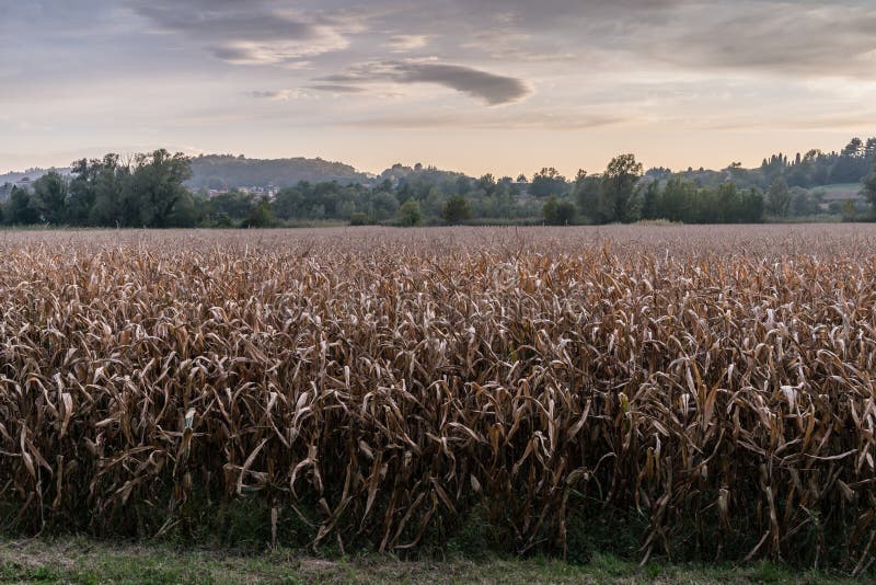931 Dead Wheat Field Stock Photos - Free & Royalty-Free Stock Photos ...
