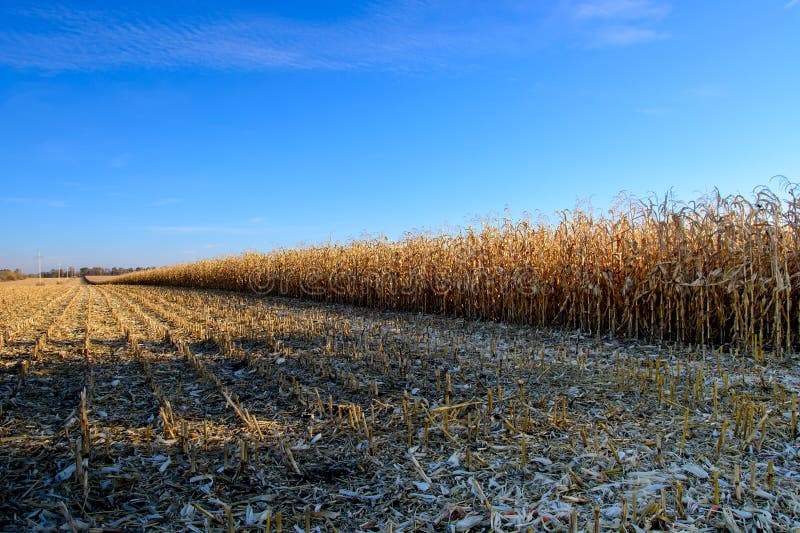 Field with Dry Autumn Beveled Corn Stock Image - Image of harvesting ...