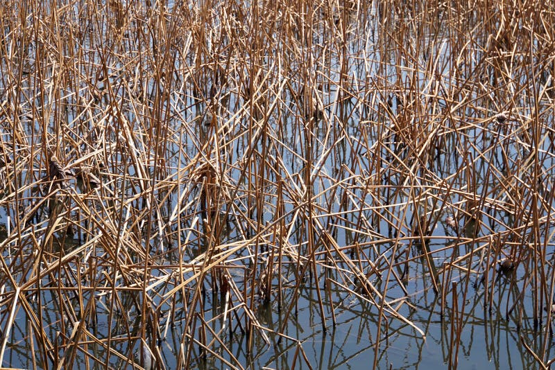 Field of dry cane stock image. Image of gold, scene, dead - 93832005