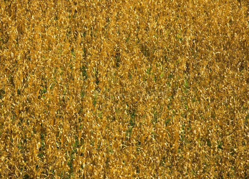 Field of dry corn pattern stock photo. Image of countryside - 41803152