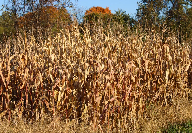 A Field of Dry Corn Stalks stock photo. Image of nature - 259939634
