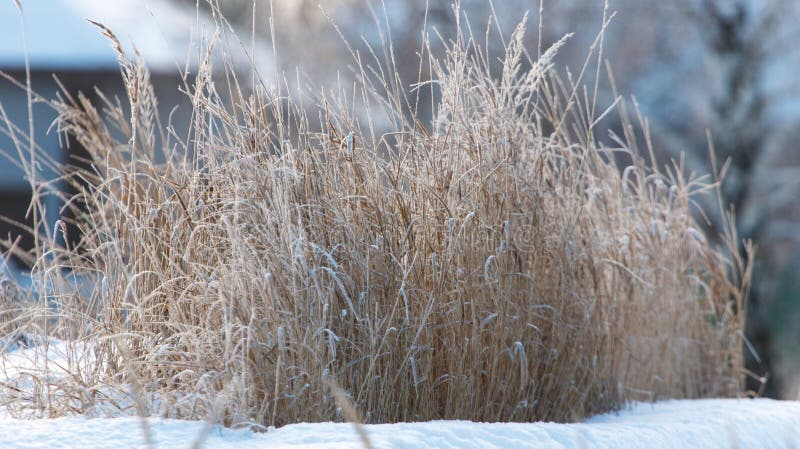 A Field of Dry Grass Covered in Snow Stock Image - Image of snow, frost ...
