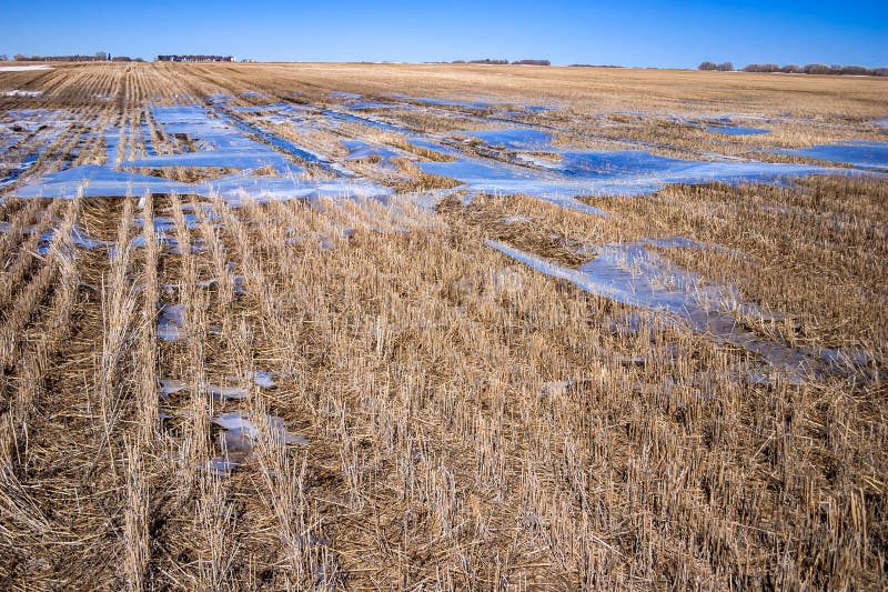 A Field of Dry Grass with a Few Puddles of Water Stock Photo - Image of ...