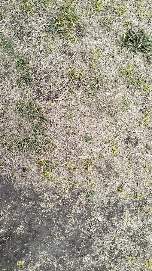 Field of Dry Grass Pattern Background Stock Photo - Image of floor ...