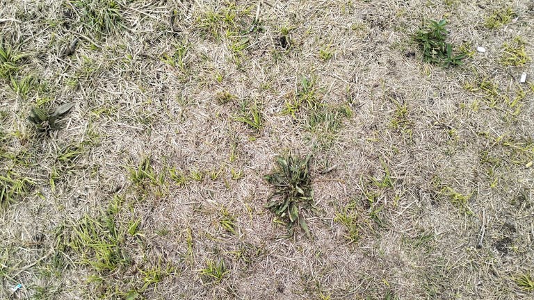 Field of Dry Grass Pattern Background Horizontal View Stock Photo ...