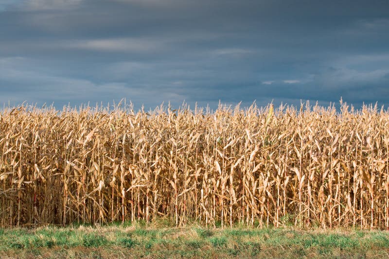 Field dry maize stock image. Image of background, growth - 11619245
