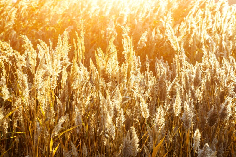 Field of Dry Reed Grass in Natural in Sunlight. Close Up Stock Photo ...