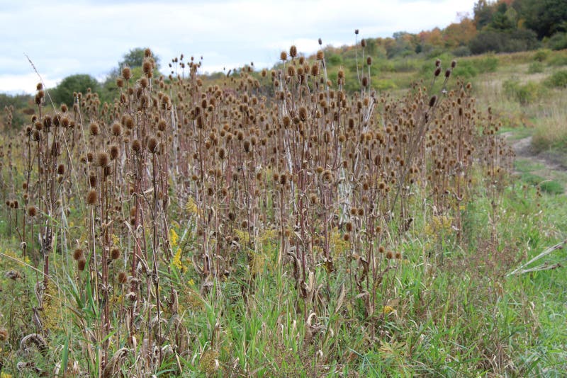 A Field of Dry Teasel Flower Seed Heads Stock Image - Image of plant ...