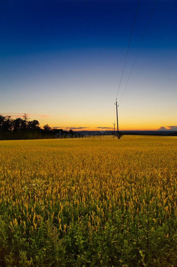 Field at dusk stock photo. Image of tree, garden, afternoon - 37159348