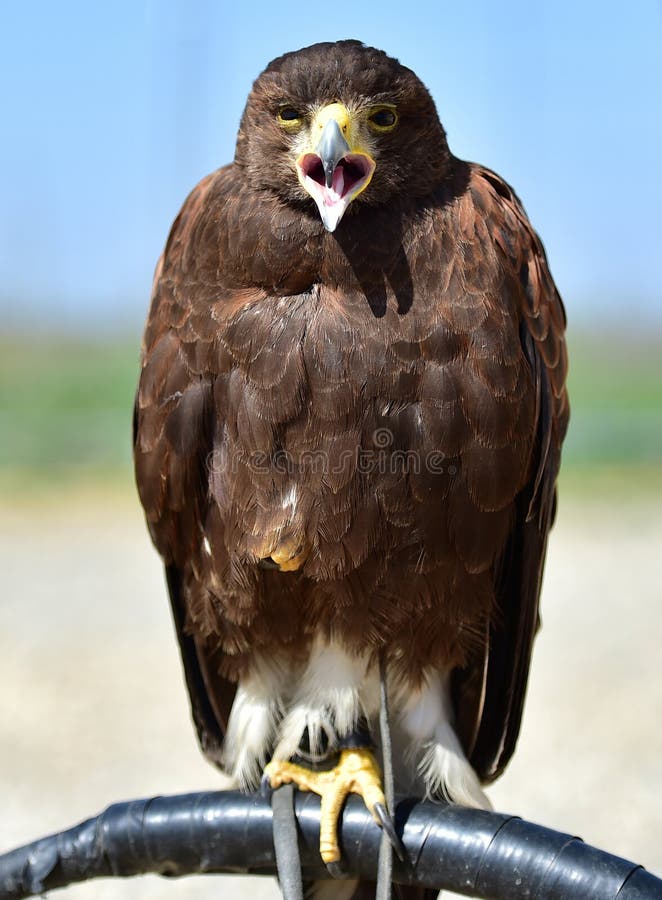 The Field Eagle the Bald Eagle while Resting. Day Photo. Stock Image ...