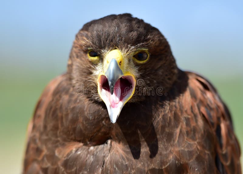 The Field Eagle the Bald Eagle while Resting. Day Photo. Stock Image ...