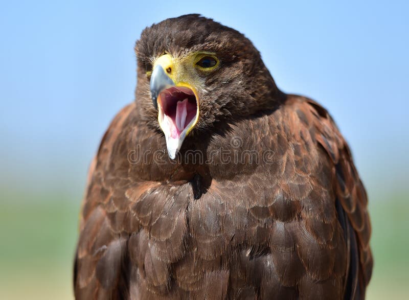 The Field Eagle the Bald Eagle while Resting. Day Photo. Stock Photo ...