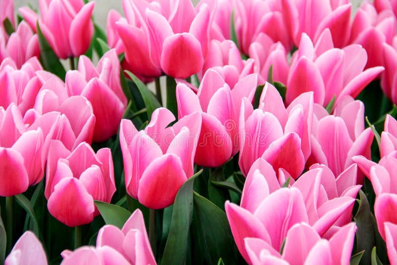 A Field of Early Pink Tulips Stock Photo - Image of beauty, beautiful ...